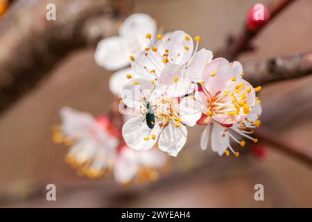 Apricot fruit tree blossoms with dense white flowers in garden in ...
