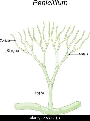 vector illustration of a mold of penicillin, in a Petri dish and under ...