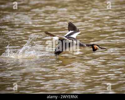 Great Crested Grebe Running Across a Lake Stock Photo - Alamy