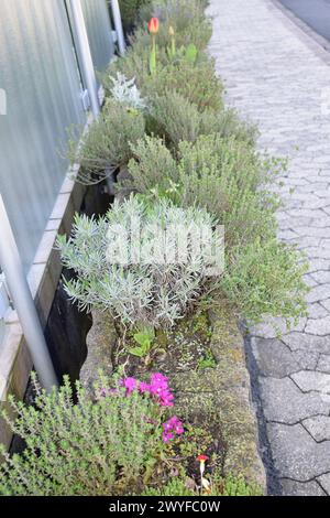 purple rock cress in a planting wall Stock Photo - Alamy