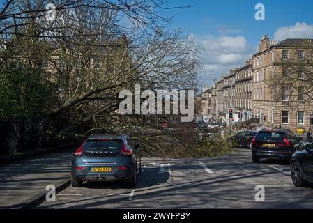 Edinburgh, Scotland, UK. 06 Apr 2024. UK Weather - Fallen tree, blown ...