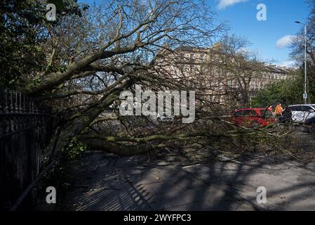 Edinburgh, Scotland, UK. 06 Apr 2024. UK Weather - Fallen tree, blown ...