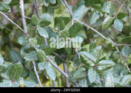 Quercus Agrifolia Variety Agrifolia, a gorgeous native monoecious tree ...