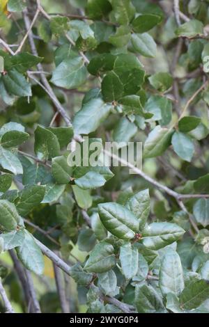 Quercus Agrifolia Variety Agrifolia, a gorgeous native monoecious tree ...