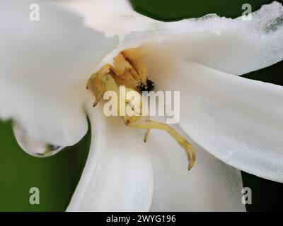 White Crab Spider Laying in Wait in a Hyacinth Flower Stock Photo - Alamy