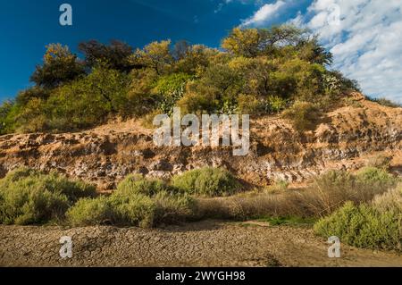 Chañar tree in Calden forest, bloomed in spring,La Pampa,Argentina ...