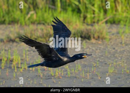 Neotropic Cormorant (Nannopterum brasilianum Stock Photo - Alamy