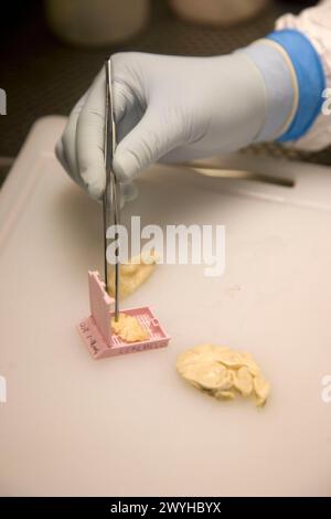 Cutting encephalus, Pathological anatomy, Laboratory of Bio-Safety ...