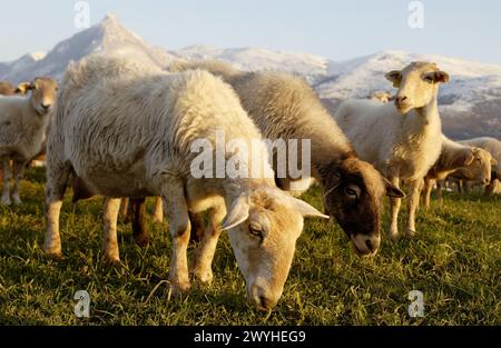 Sheep, Monte Txindoki, Sierra de Aralar, Zaldibia, Guipúzcoa, Spain ...