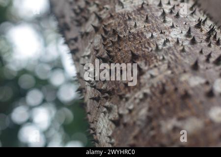 Sharp spikes protrude from the trunk of the Sandbox Tree, Hura ...
