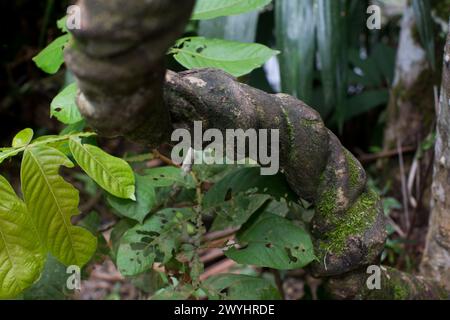 An ancient Ayahuasca vine growing in the Butterfly Sanctuary near ...