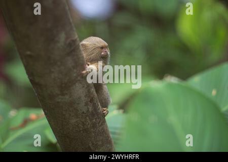 A pygmy marmoset looks around inside the Butterfly Sanctuary outside of ...