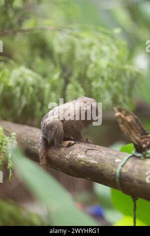 A pygmy marmoset looks around inside the Butterfly Sanctuary outside of ...