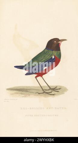 Red-bellied pitta (Erythropitta erythrogaster) in Sulawesi, Indonesia ...