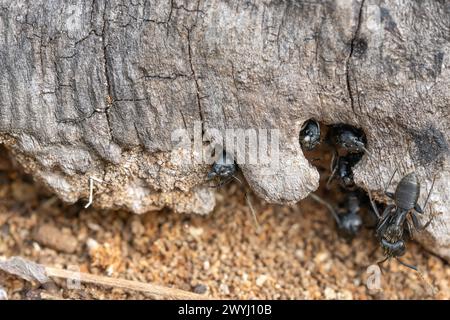 Big ants (Camponotus vagus, carpenter ants) sitting in nest in dead ...