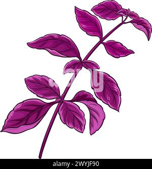 Purple Basil Branch Colored Detailed Illustration Stock Vector Image ...