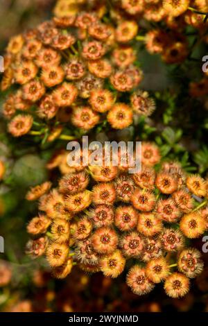 Yellow Feather Flowers, Verticordia chrysantha, family Myrtaceae ...