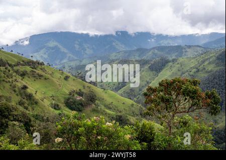 Colombia, Quindio district, coffee area, Salento, Cocora valley, los ...