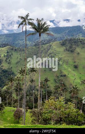 Colombia, Quindio district, coffee area, Salento, Cocora valley, los ...