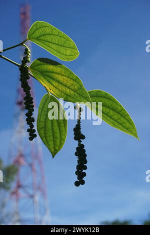 Lada, merica, Piper Nigrum, peppercorn, common pepper, fresh green ...