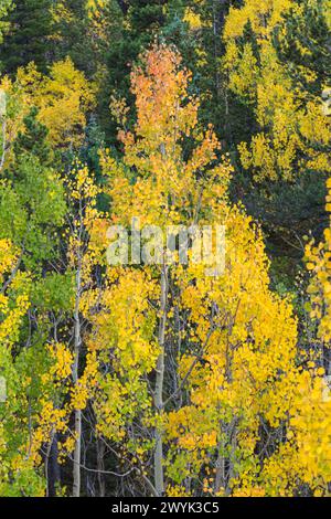 Aspen trees starting to change colors in the early fall near Estes Park ...