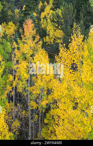 Aspen trees starting to change colors in the early fall near Estes Park ...