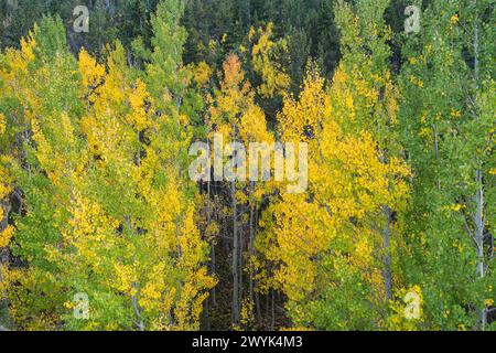 Aspen trees starting to change colors in the early fall near Estes Park ...