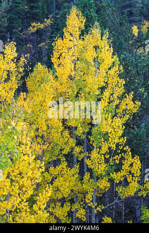 Aspen trees starting to change colors in the early fall near Estes Park ...