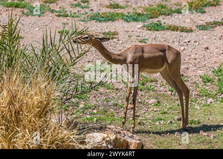 African gerenuk antelope at the Phoenix Zoo in Phoenix, Arizona Stock ...