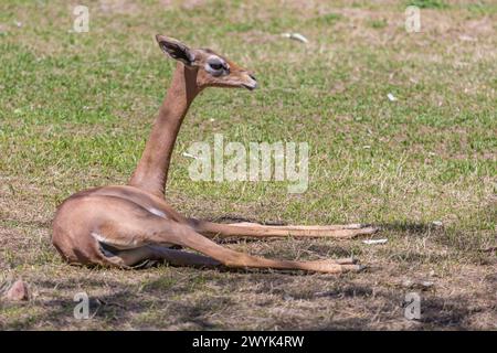 African gerenuk antelope at the Phoenix Zoo in Phoenix, Arizona Stock ...