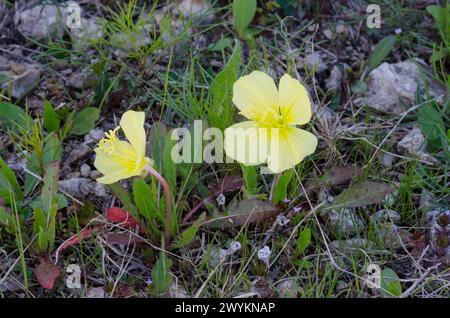 Stemless Evening Primrose (Oenothera triloba) Plantae Stock Photo - Alamy
