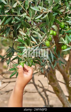 child picks olive Stock Photo - Alamy