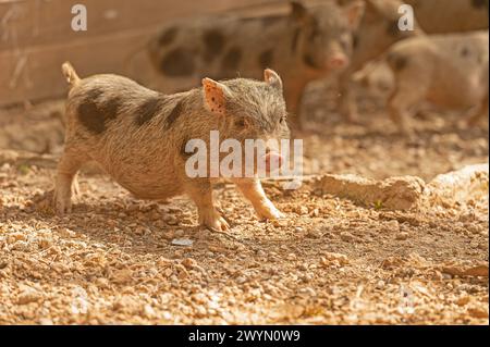 A family of pygmy pigs at the zoo. Little pigs Stock Photo - Alamy