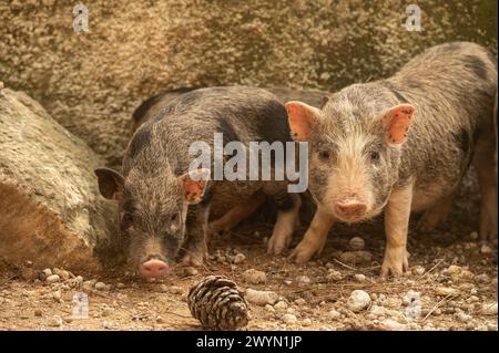 A family of pygmy pigs at the zoo. Little pigs Stock Photo - Alamy