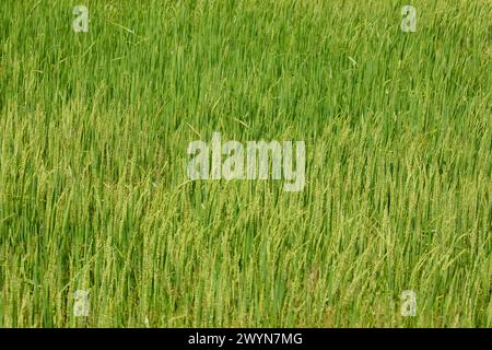 rice spikelet inflorescence. Close-up to green rice seeds in ear of ...
