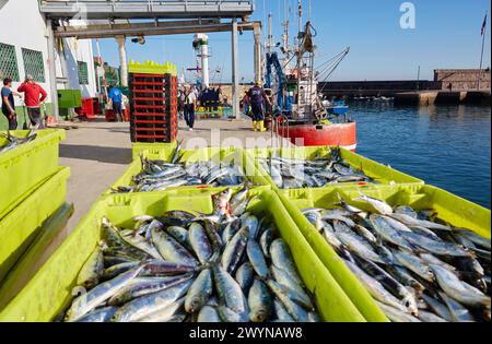 Sardine. Fishing port. Hondarribia. Gipuzkoa. Basque Country. Spain ...
