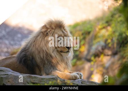 lion in bright golden rays setting sun. Close-up. Love and tenderness ...