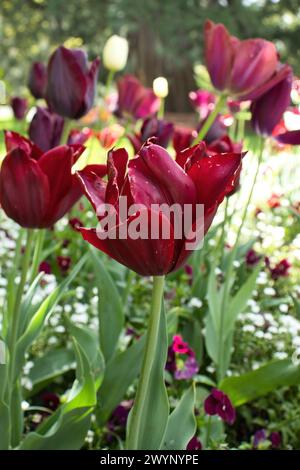 Red tulip growing in the Hermannshof Gardens in Weinheim, Germany on a ...