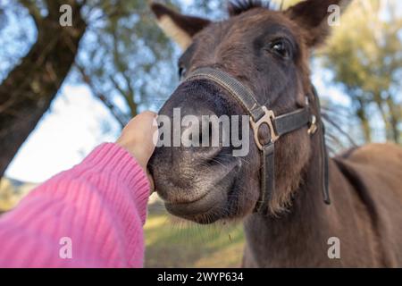 A hand stroking mule in enclosure on animal farm Stock Photo - Alamy