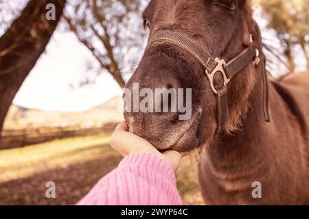A hand stroking mule in enclosure on animal farm Stock Photo - Alamy