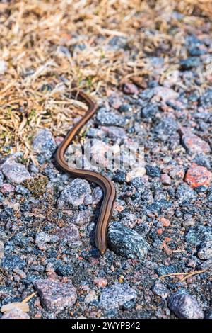 Copper coloured Slow worm crawling in the gravel Stock Photo - Alamy