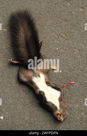 Dead Grey squirrel roadkill on a road in England Stock Photo - Alamy