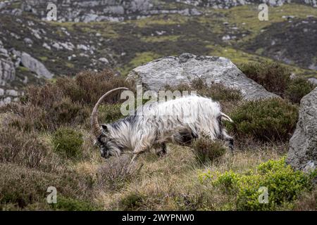 Mountain goats, on the slopes of Snowdonia, north Wales. The goat has ...