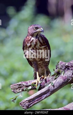Hunter and Prey The Crested Goshawk Stock Photo - Alamy