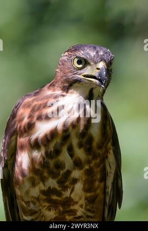 Northern goshawk (Accipiter gentilis) protecting / mantling Western ...