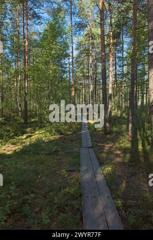 Wooden duckboards at Slåttmossen (oasis swamp) nature reserve trail in ...