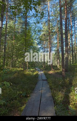 Wooden duckboards at Slåttmossen (oasis swamp) nature reserve trail in ...