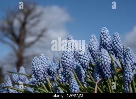 Grape hyacinth muscari armeniacum Manon flowers, photographed in ...