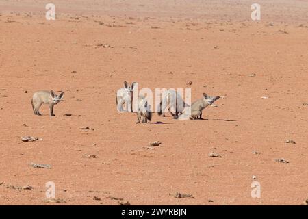 Picture of a group of fennecs on the edge of the Namib Desert in ...