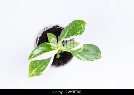 The Philodendron White Wizard is a rare, low-maintenance Philodendron ...